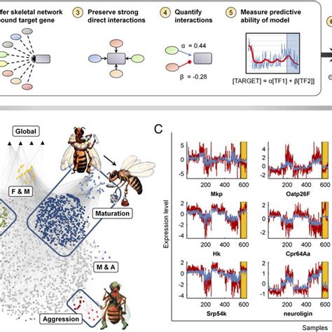 General Features Of The Genome Scale Model Of A Behaviorally Related