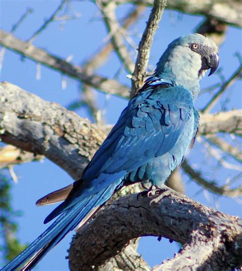 Criadouro Ararinha Azul Se Manifesta Após Operação E Afirma Que Exames