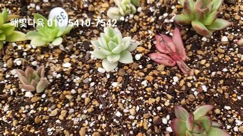 3월 13일 해빛라방🌞 금다육 예쁜다육 놀러오세요 Youtube