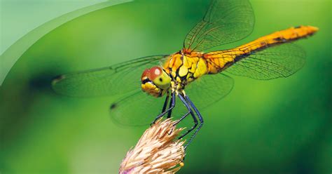 Participez Au Concours Mon Espace Nature Ville De Cournon Dauvergne