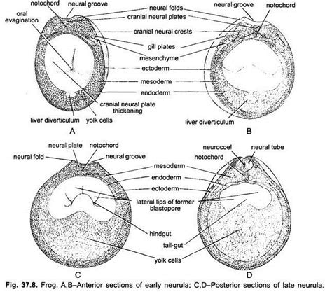 Frog Neural Tube
