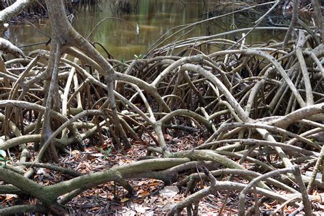 Rhizophora Mangle Red Mangrove
