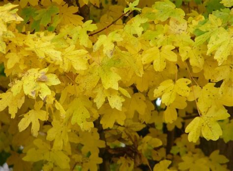 Buy Field Maple Hedge Plants Acer Campestre Hedges Hopes Grove