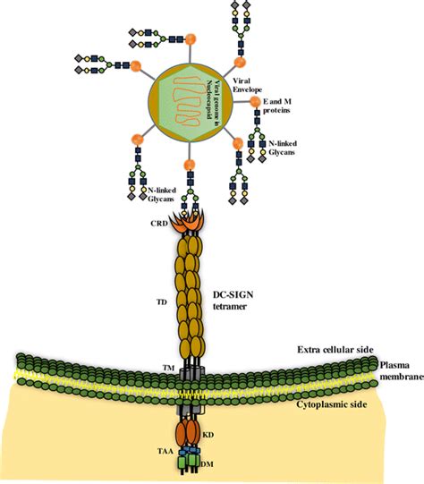 Interaction Between Glycans Glycoprotein E And Receptor Dc Sign Download Scientific