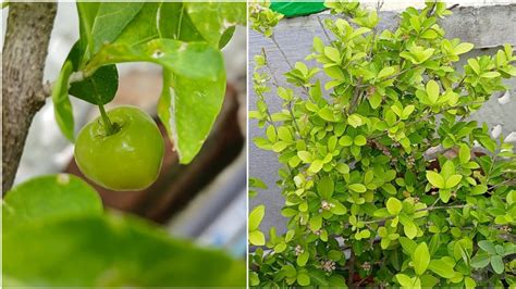 வருடம் முழுவதும் பழங்கள் குடுக்கும் ஒரே பழ மரம் மாடிதோட்டத்தில்