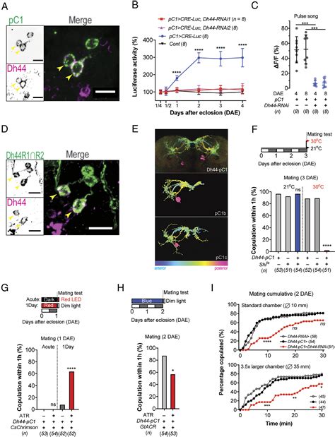 Long Term Neuropeptide Modulation Of Female Sexual Drive Via The Trp