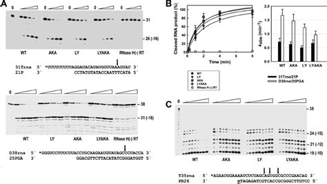 Rnase H Activity Of Wt And Mutant Rts A 32 P Rnadna Substrates