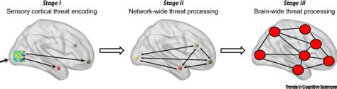 A Sensory Account Of Threat Processing Schematic Of A Sensory Account