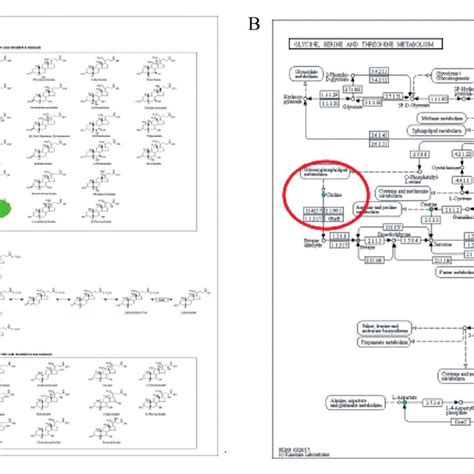 Common Differential Metabolic Pathways At Different Time Nodes Download Scientific Diagram