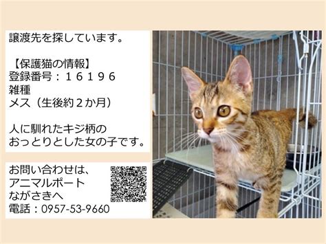 大石けんご（長崎県知事） On Twitter 【里親募集、 ほご活6】 保護猫 への協力のお願いです！ 雑種、生後約2か月の女の子