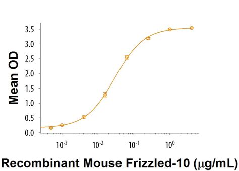 Recombinant Mouse Frizzled 10 Fc Chimera Protein Cf 9247 Fz 050 Randd Systems