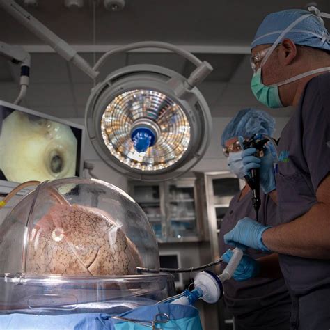 Transplant Mayo Clinic News Network