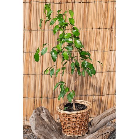 Ficus Ficus Spp
