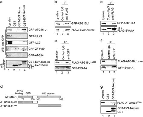 Tmem166eva1a Interacts With Atg16l1 And Induces Autophagosome