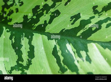 Macro Of The Two Toned Colors On An Aglaonema Plant Stock Photo Alamy