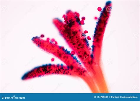 Pollen On Stigma Under Microscope View For The Education Stock Image