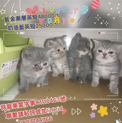 幸福朵貓貓貓舍／各色英國短毛貓 小白故事 幼犬貓買賣知識分享 合法寵物店