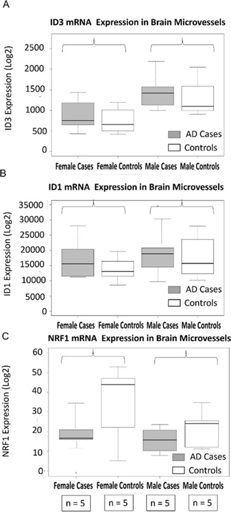 Box Plots Of Id3 Id1 And Nrf1 Gene Expression In Brain Microvessels