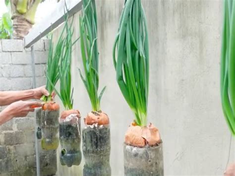 Сусід вирощує зелену цибулю пучками та отримує відмінний результат А потрібні лише пластикові