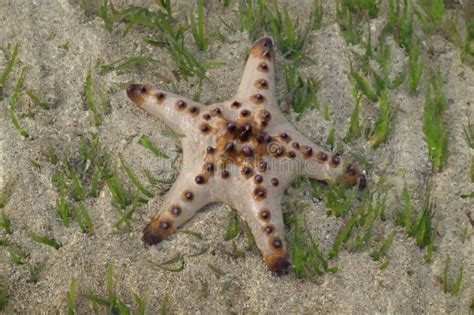 White Starfish Appear On The Surface Of The Sand When The Sea Recedes