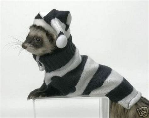Ferrets Pose For Photos Wearing Sweaters And Hats Funny Ferrets