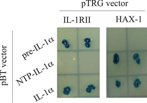 A Bacterial Two Hybrid System Was Performed To Confirm The Interaction Download Scientific