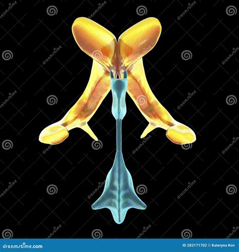 The Lateral Brain Ventricles Illustration 283171702