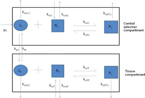 Two Compartment Tmdd Model With Binding In Both Tissue And Central