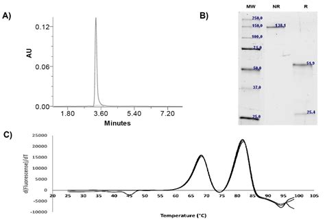 In Vitro And In Vivo Characterization Of A Broadly Neutralizing Anti Sars Cov 2 Antibody