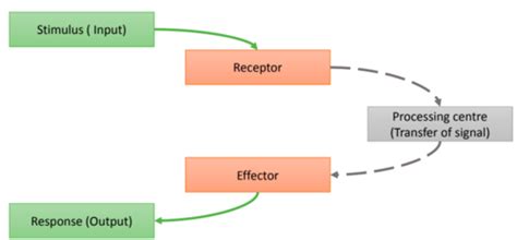 The Nervous System Part 1 Flashcards Quizlet