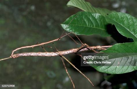 Phasmatodea Or Phasmida Or Phasmatoptera Or Stick Insects Or Stick Bugs