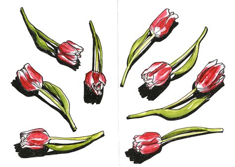 Drawing The Mundane — Koosje Koene