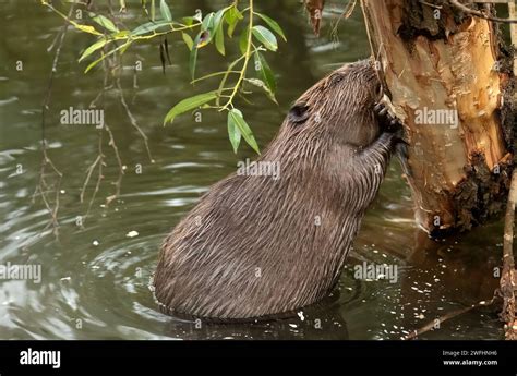 Beaver Gnawing On A Tree Trunk Beside A River In The United Kingdom