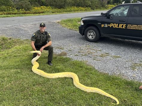 A 13 Foot And Growing Python Is Seized From A New York Home And Sent