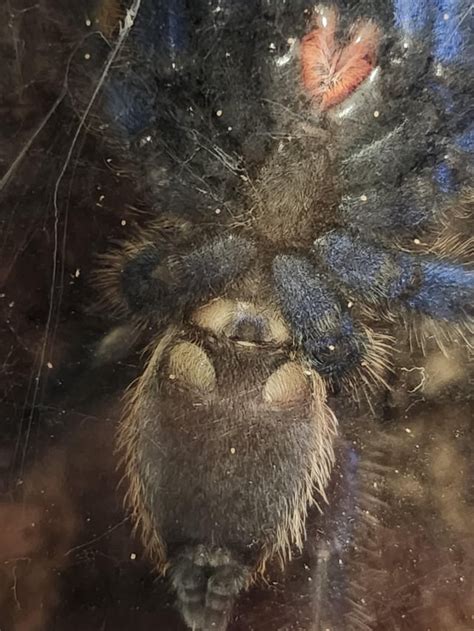 Unsure About Sex Of My Pmetallica Rtarantulas
