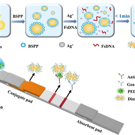 A Schematic Diagram Of The Synthesis Process Of Aunp Dimers B