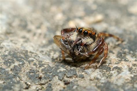 Jumping Spider Stock Image Image Of Eating Strange 55140373