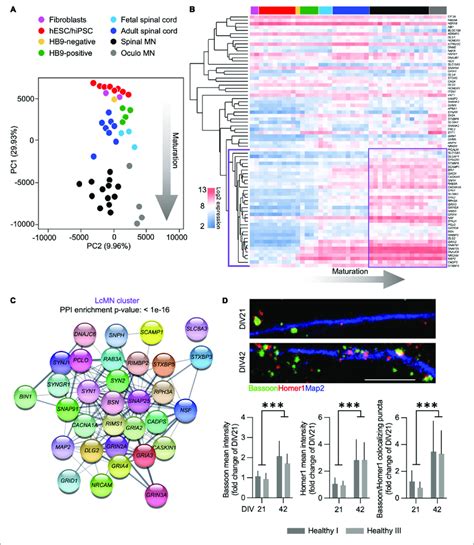 Expression Of Synaptic Transcripts Shapes Differentiation And Download Scientific Diagram