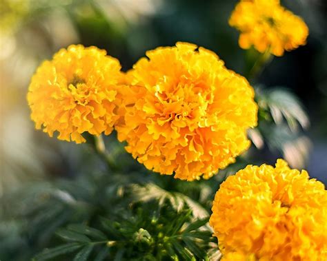 These Are The Best Mosquito Repellent Plants Readers Digest Canada