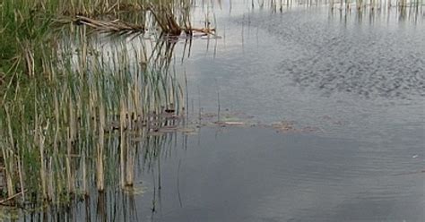 Exploring Exploiting And Evolving Diversity Of Aquatic Ecosystem