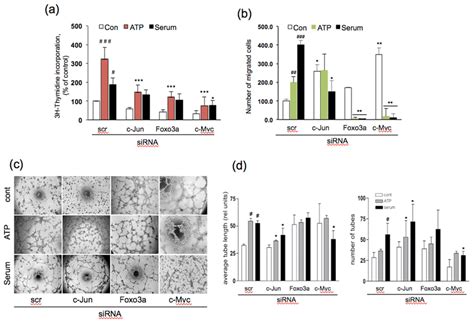 Effect Of Sirna Mediated Knockdown Of C Jun Foxo3a And C Myc On Download Scientific Diagram