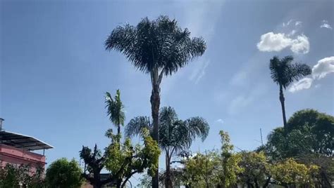 Ventos De Mais De 65 Kmh Derrubam árvores Em Juiz De Fora Que Está