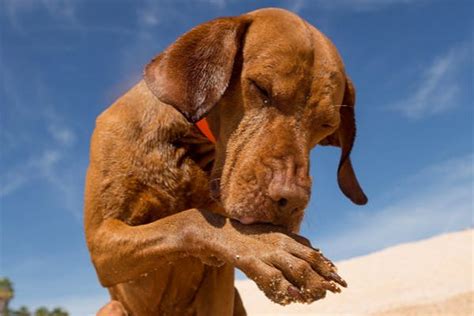 Acral Lick Dermatitis In Dogs Symptoms Causes Diagnosis Treatment