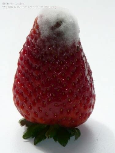 Decontamination Of Botrytis Spp In Strawberries By Na Chl Was 10