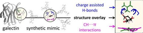 一种合成的半乳糖凝集素模拟物angewandte Chemie International Edition X Mol