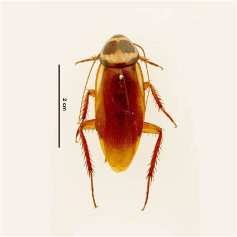Cockroach Monitors Russell Ipm