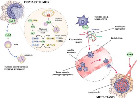 The Role Of Tumor Cell Associated Galectin 3 In Malignant Download Scientific Diagram