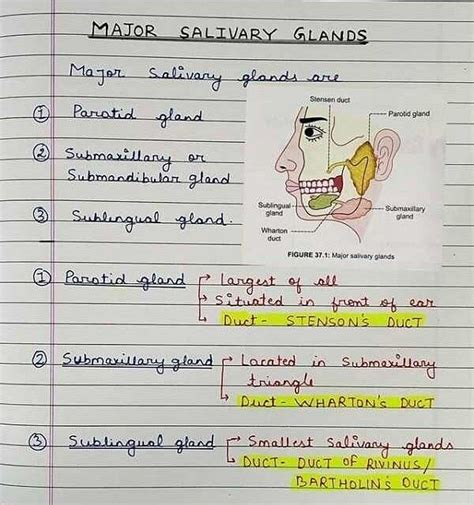 Major Salivary Gland Its All About To Help You So Don T Answer Please