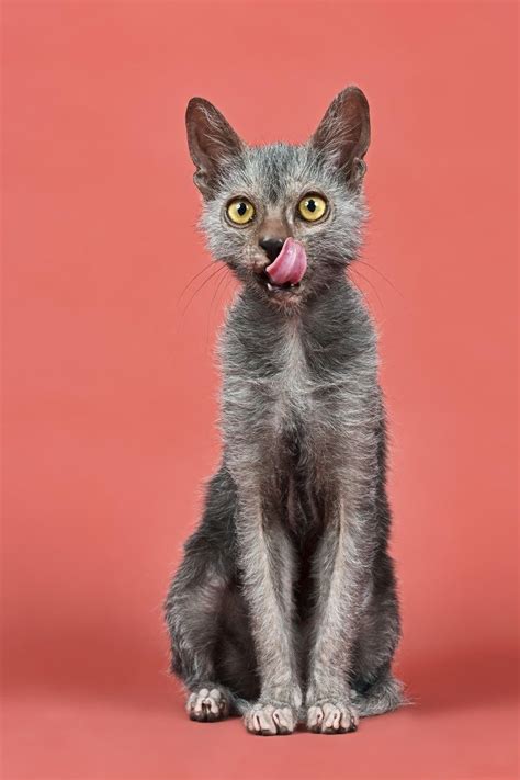 The 14 Most Unusual And Unique Cat Breeds You Need To Know About