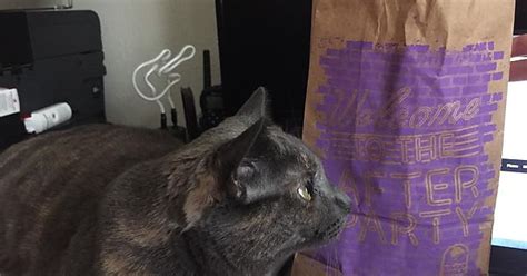 Just A Kitty Enjoying Taco Tuesday Album On Imgur